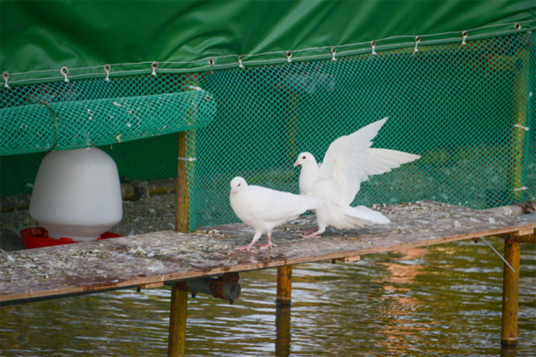 The Ultimate Guide To Pigeon Farming - NE Pigeon Supplies
