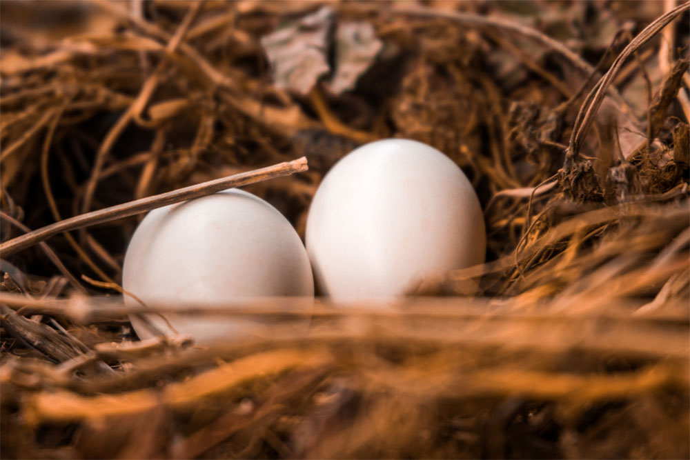 How To Care For A Pigeon Egg - NE Pigeon Supplies