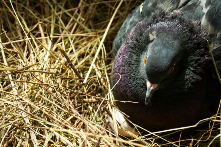 How Long Do Pigeon Eggs Take To Hatch? - NE Pigeon Supplies