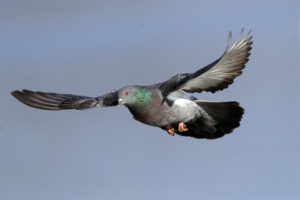 Are Pigeons Fast Flyers? - NE Pigeon Supplies