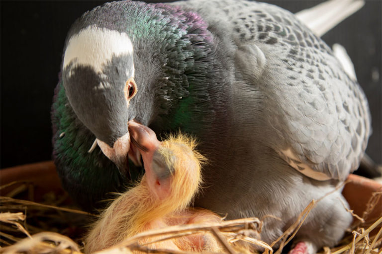 Do Pigeons Produce Milk? - NE Pigeon Supplies