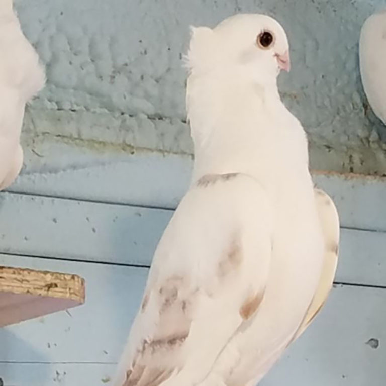 Seraphim Pigeon: Breed Guide - NE Pigeon Supplies