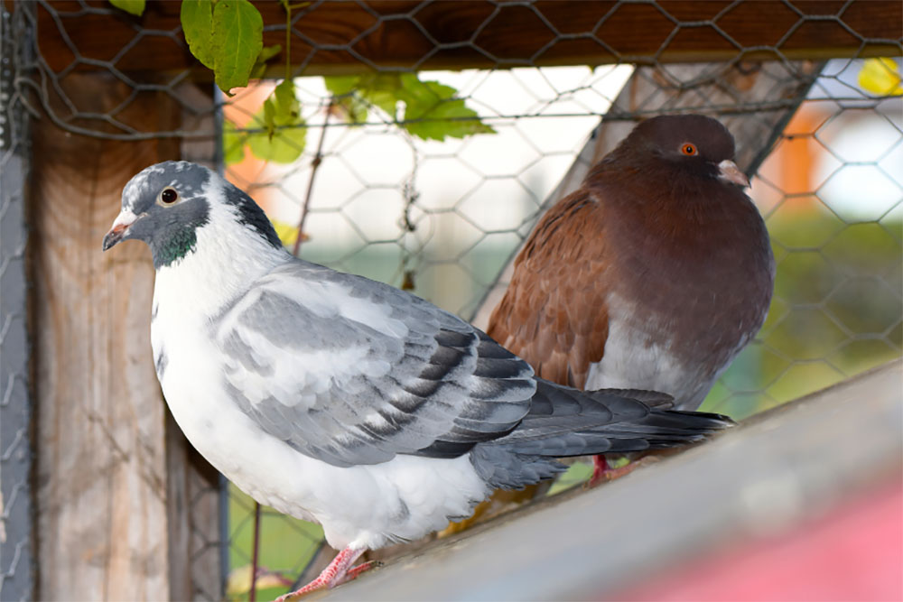 Training A Carrier Pigeon - NE Pigeon Supplies