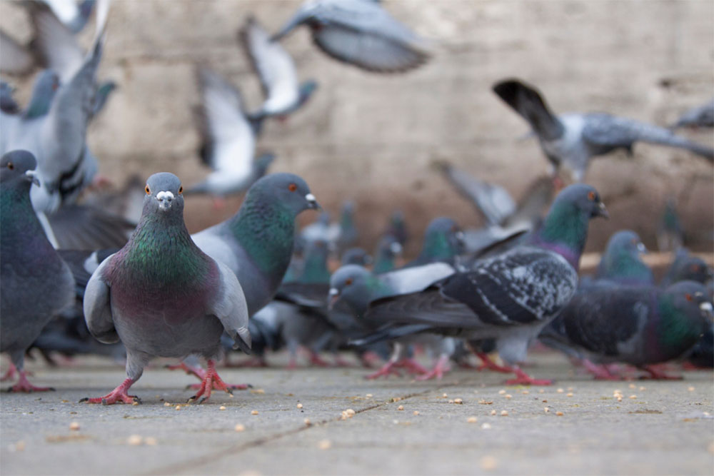 What Is A Group Of Pigeons Called NE Pigeon Supplies What Is A Group Of Pigeons Called NE Pigeon Supplies