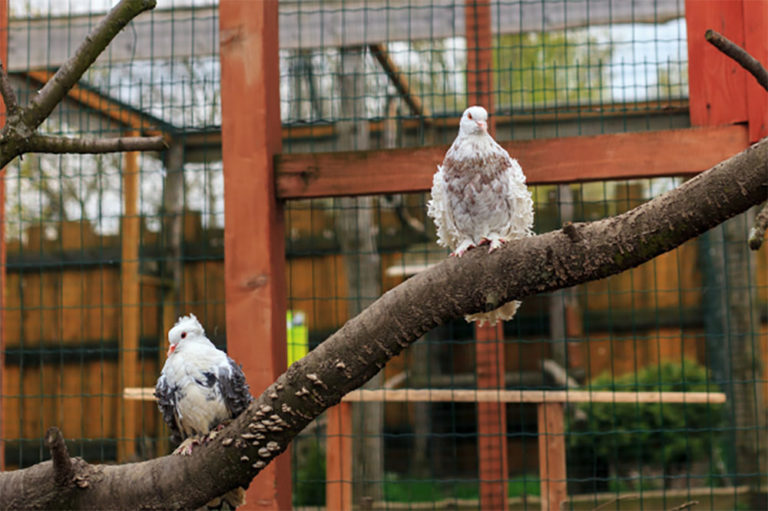 The Frillback Pigeon- Breed Guide - NE Pigeon Supplies